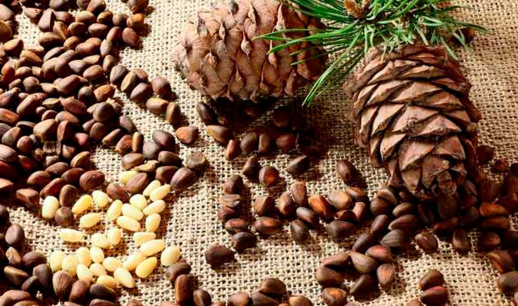 إليكم فوائد زيت الصنوبر - Lebanese Forces Official Website