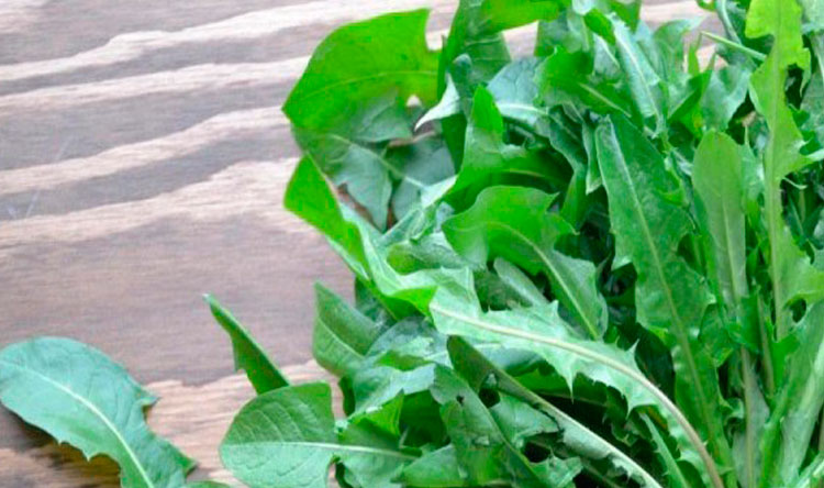 مفعول الهندباء "سحري" في إنقاص الوزن - Lebanese Forces Official Website