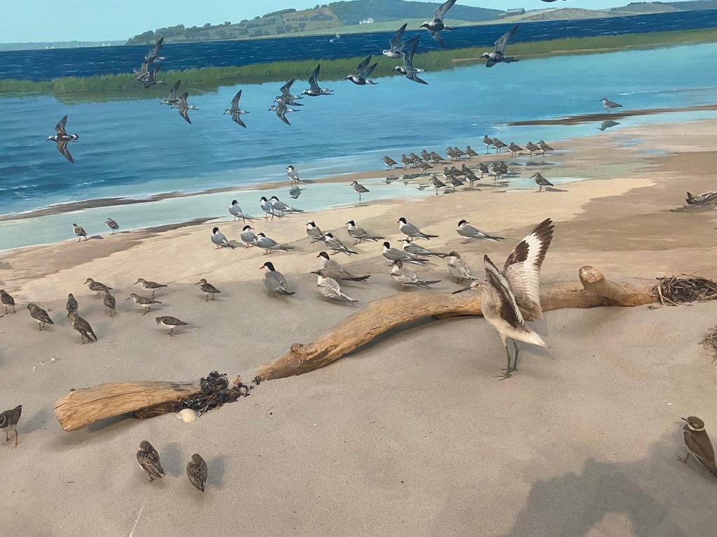 Cap cod ـ أميركا - Lebanese Forces Official Website