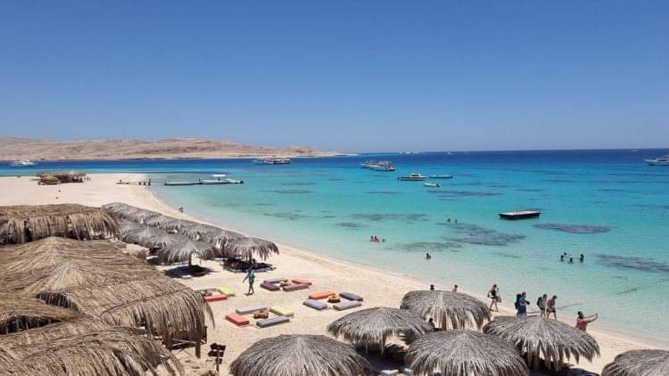 بالصور: ظهور حيوان عملاق مهدد بالانقراض في الغردقة - Lebanese Forces ...